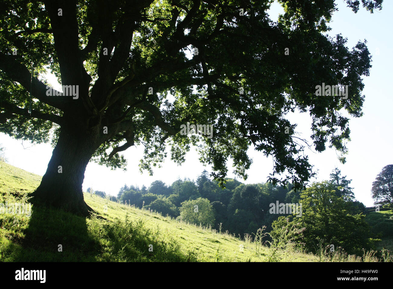 Edge the forest, meadow inclination, broad-leaved tree, back light ...