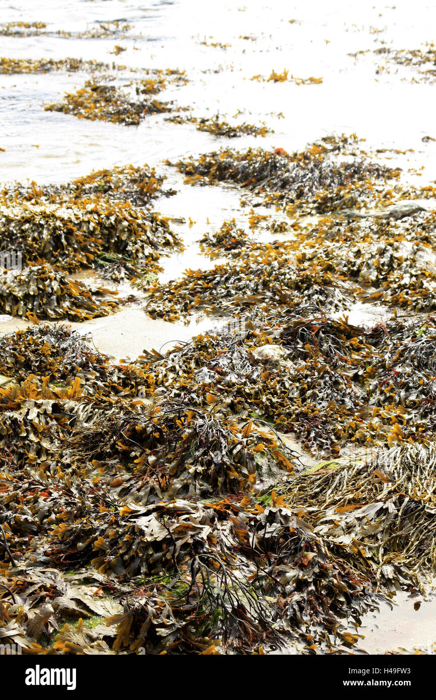 Beach, bubble seaweed, Fucus vesiculosus, back light, coast, algae ...