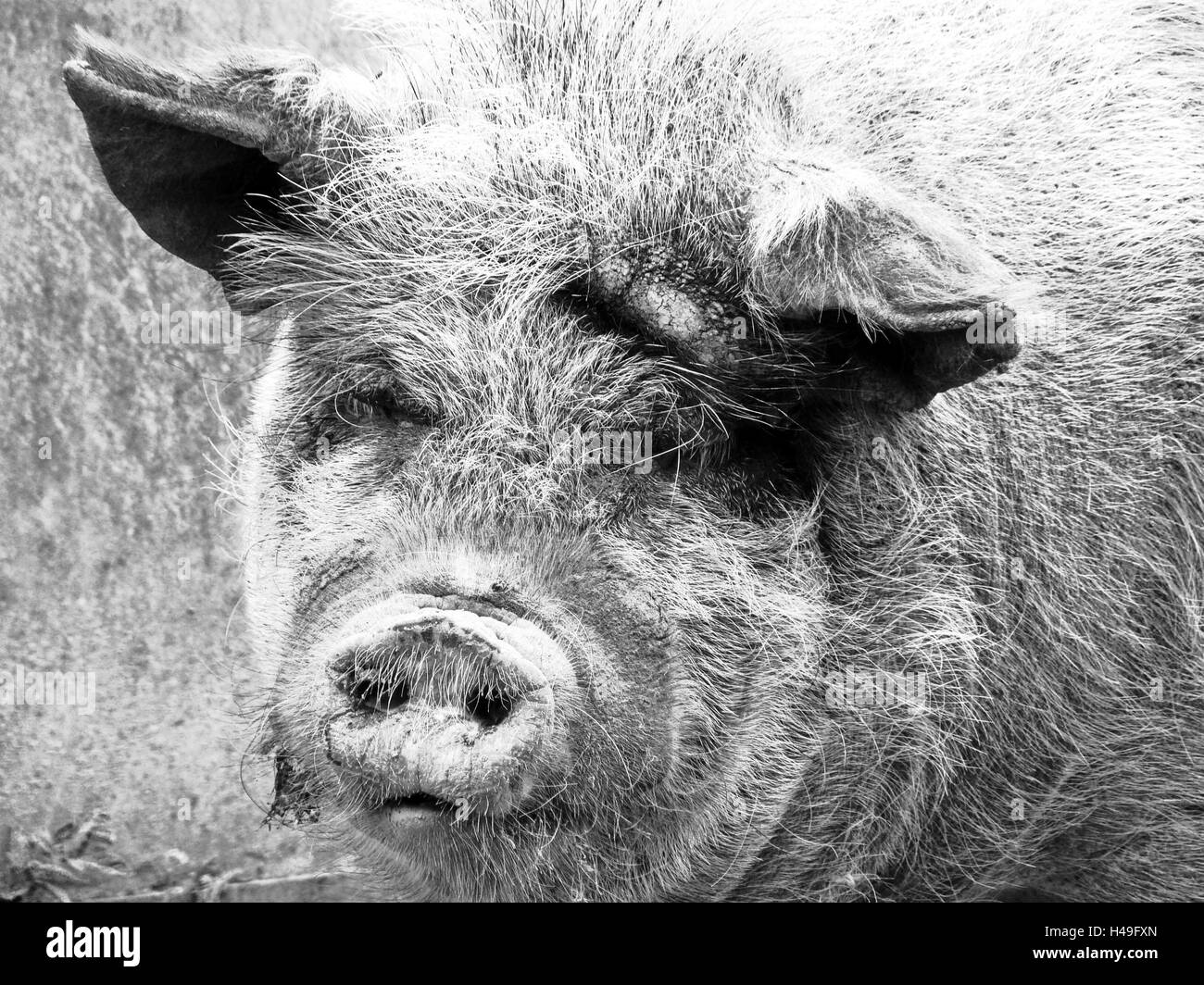 Pig close up hi-res stock photography and images - Alamy