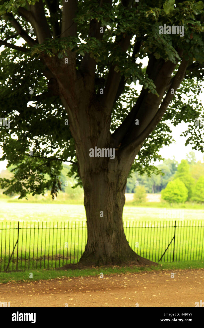 Park, wayside, broad-leaved tree, detail, summer, park, way, meadow ...