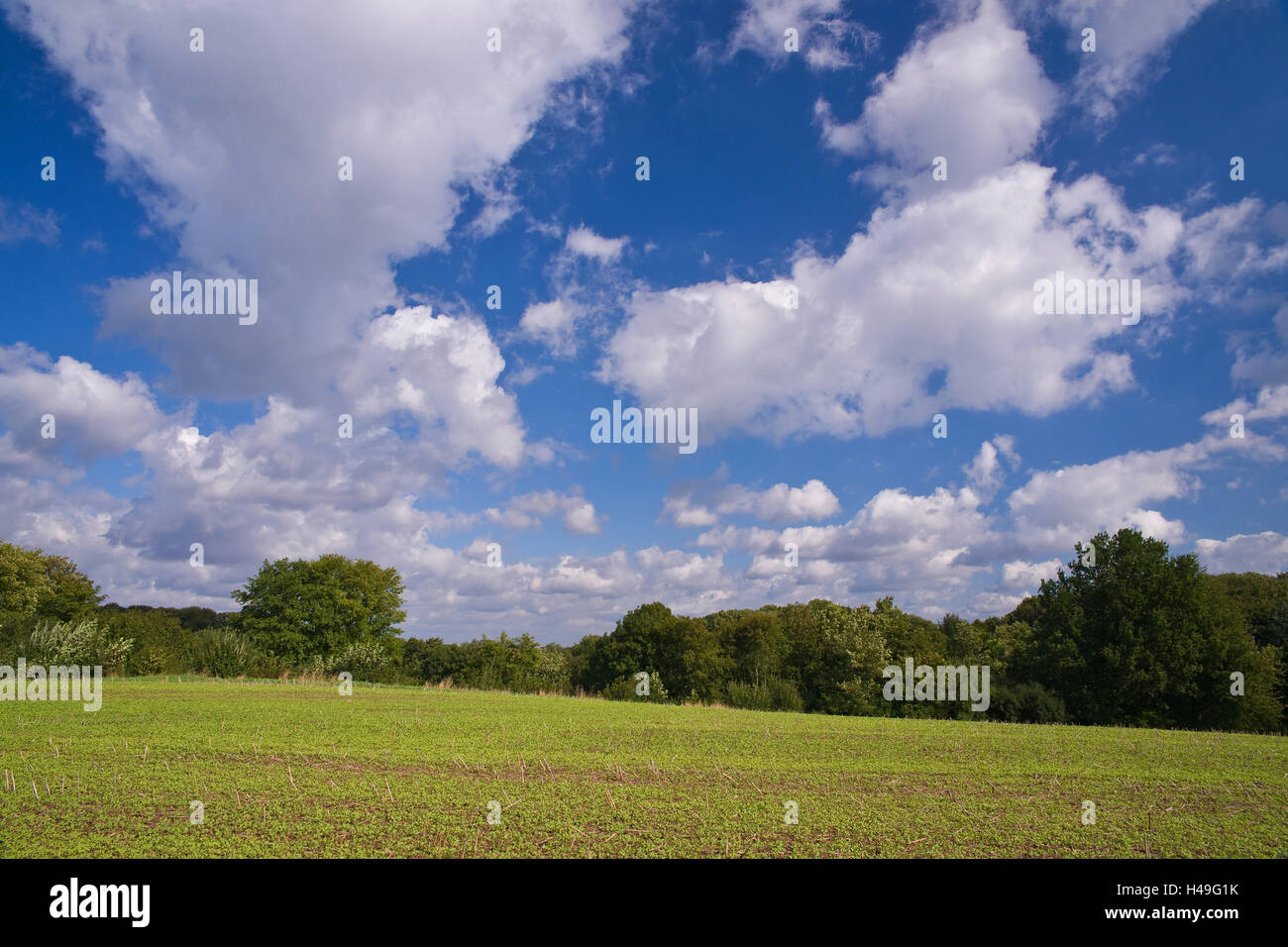 Germany, Schleswig - Holstein, field Stock Photo - Alamy