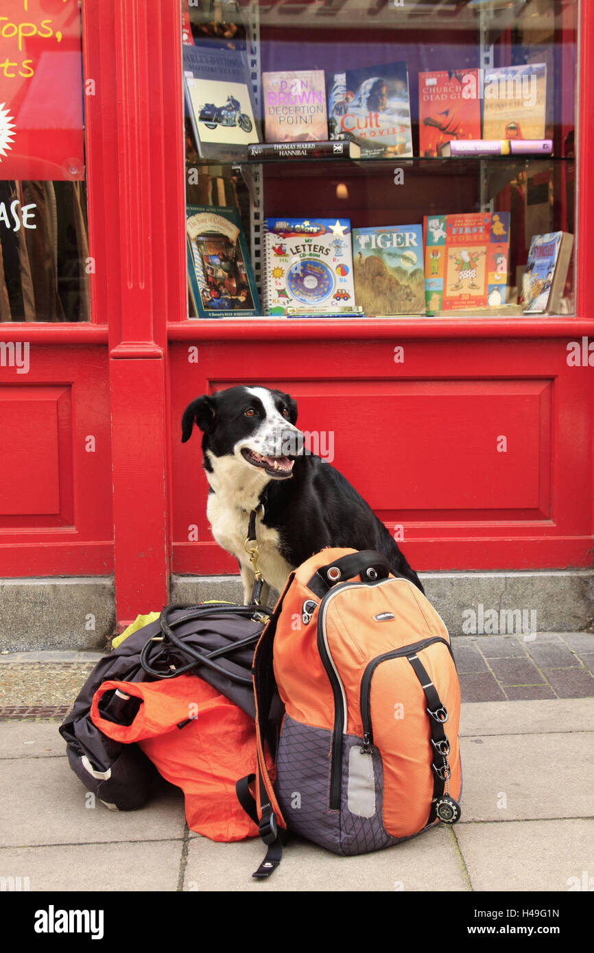 UK, Norfolk, Norwich, bookstore, dog, backpacks, attentive, waiting ...
