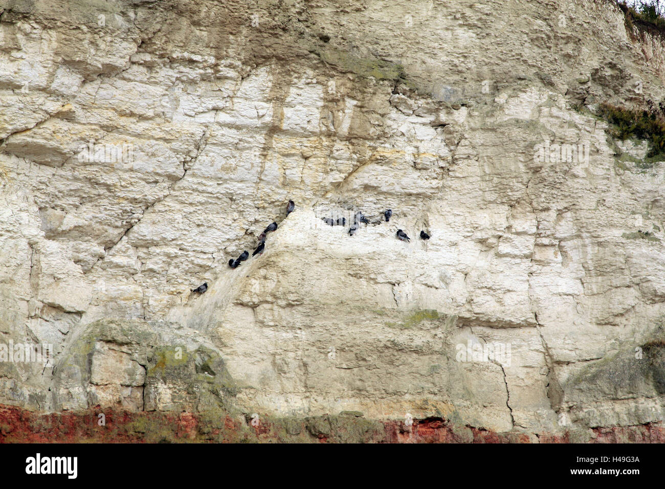 Great Britain, Norfolk, Hunstanton, steep coast, breeding places, rock ...