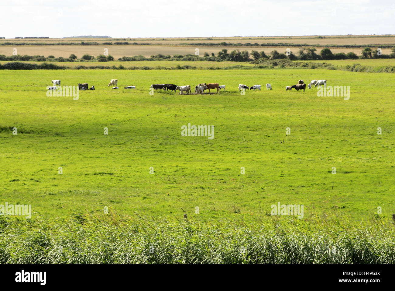 Great Britain, Norfolk, Burnham, Overy Staithe, field scenery, cattles ...