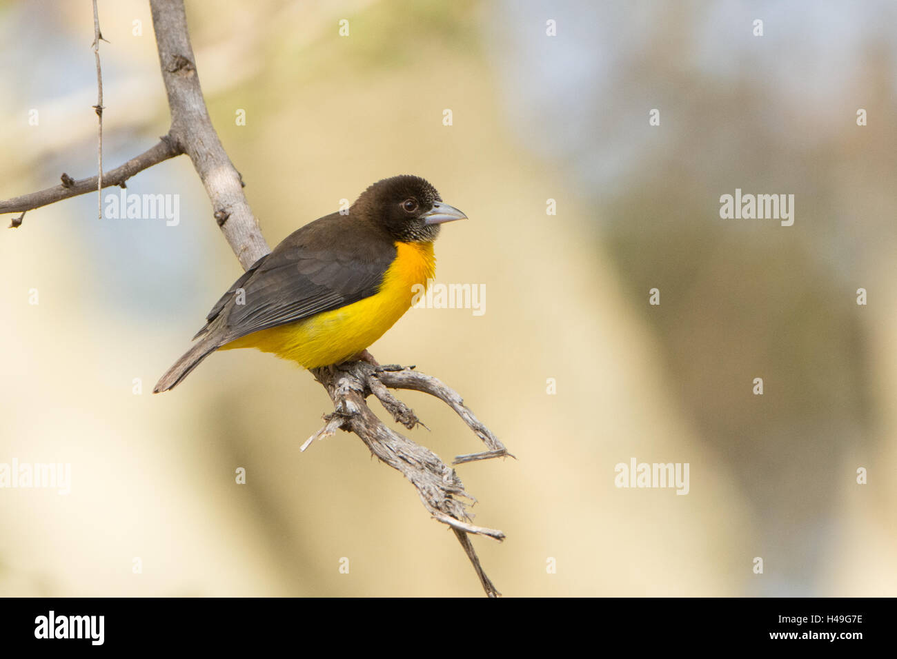 Dark beaks hi-res stock photography and images - Alamy