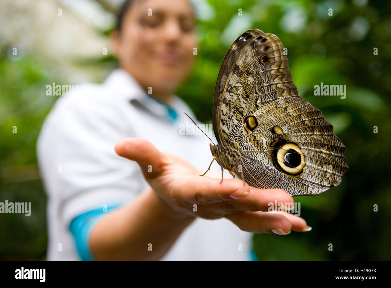 Butterflies of ecuador hi-res stock photography and images - Alamy
