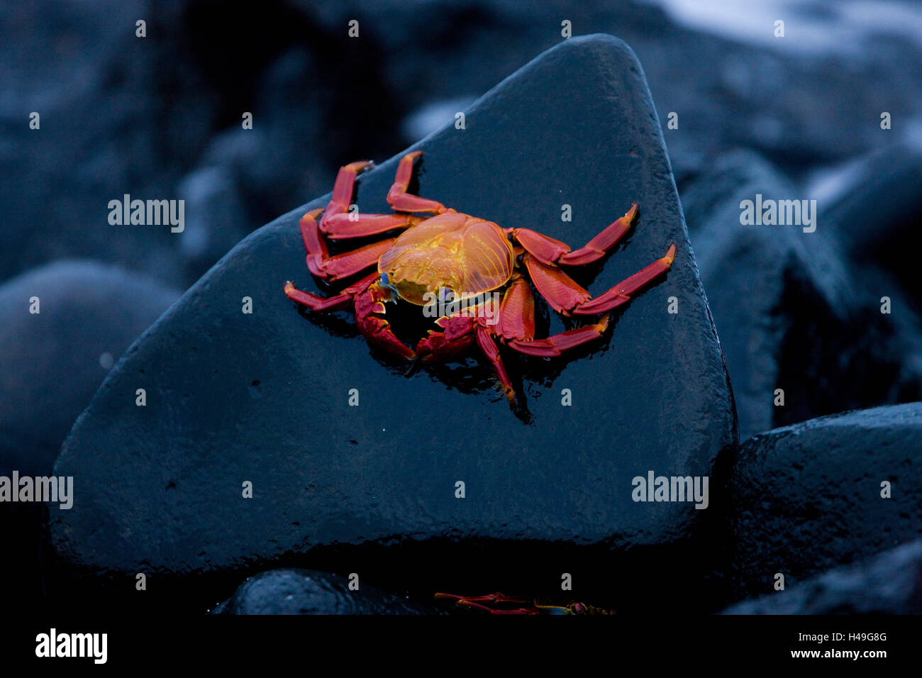 Red cliff crab, Grapsus grapsus, Ecuador, the Galapagos Islands, South ...