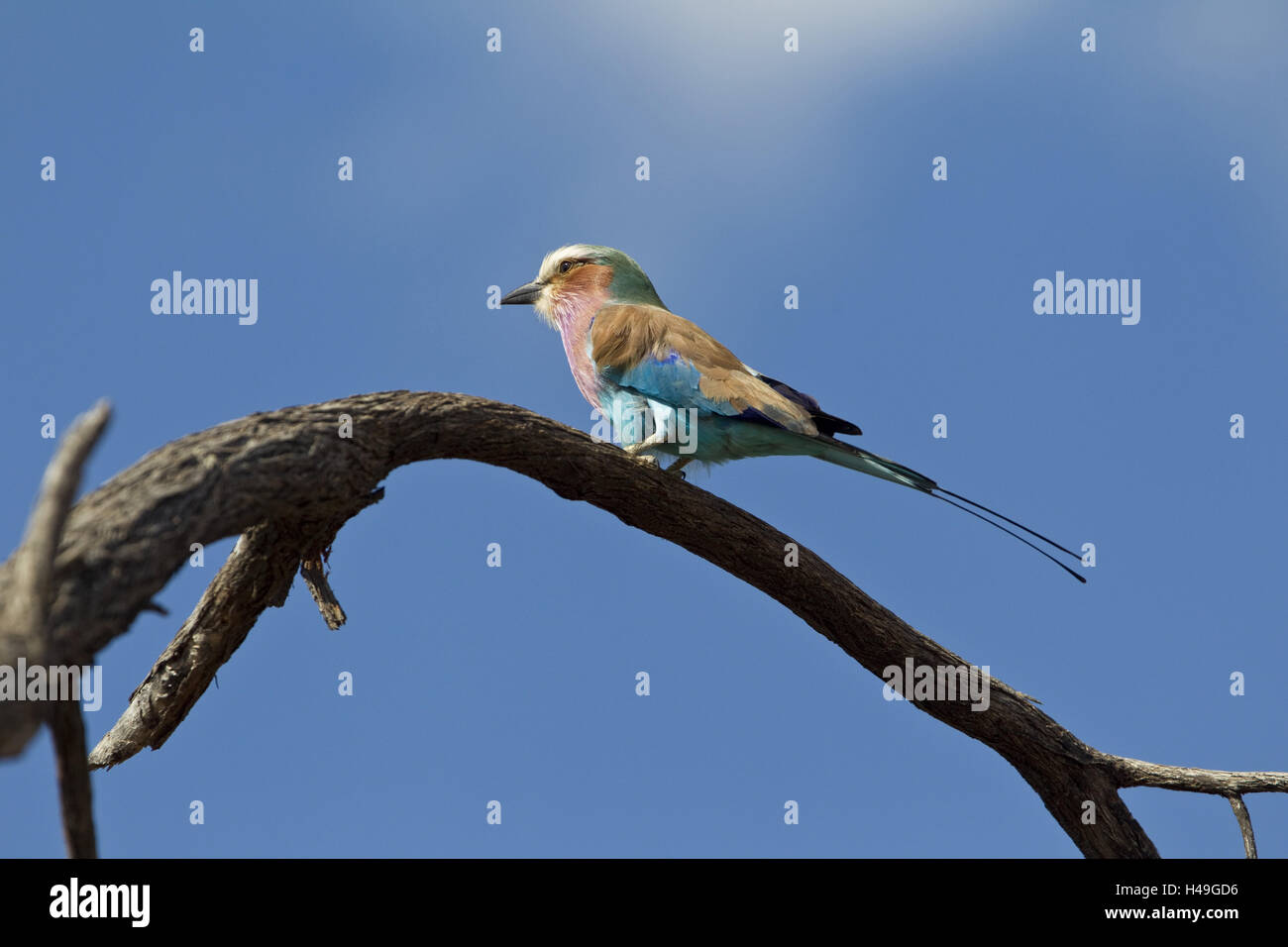 Caudata wild animals wild animal wildlife hi-res stock photography and ...