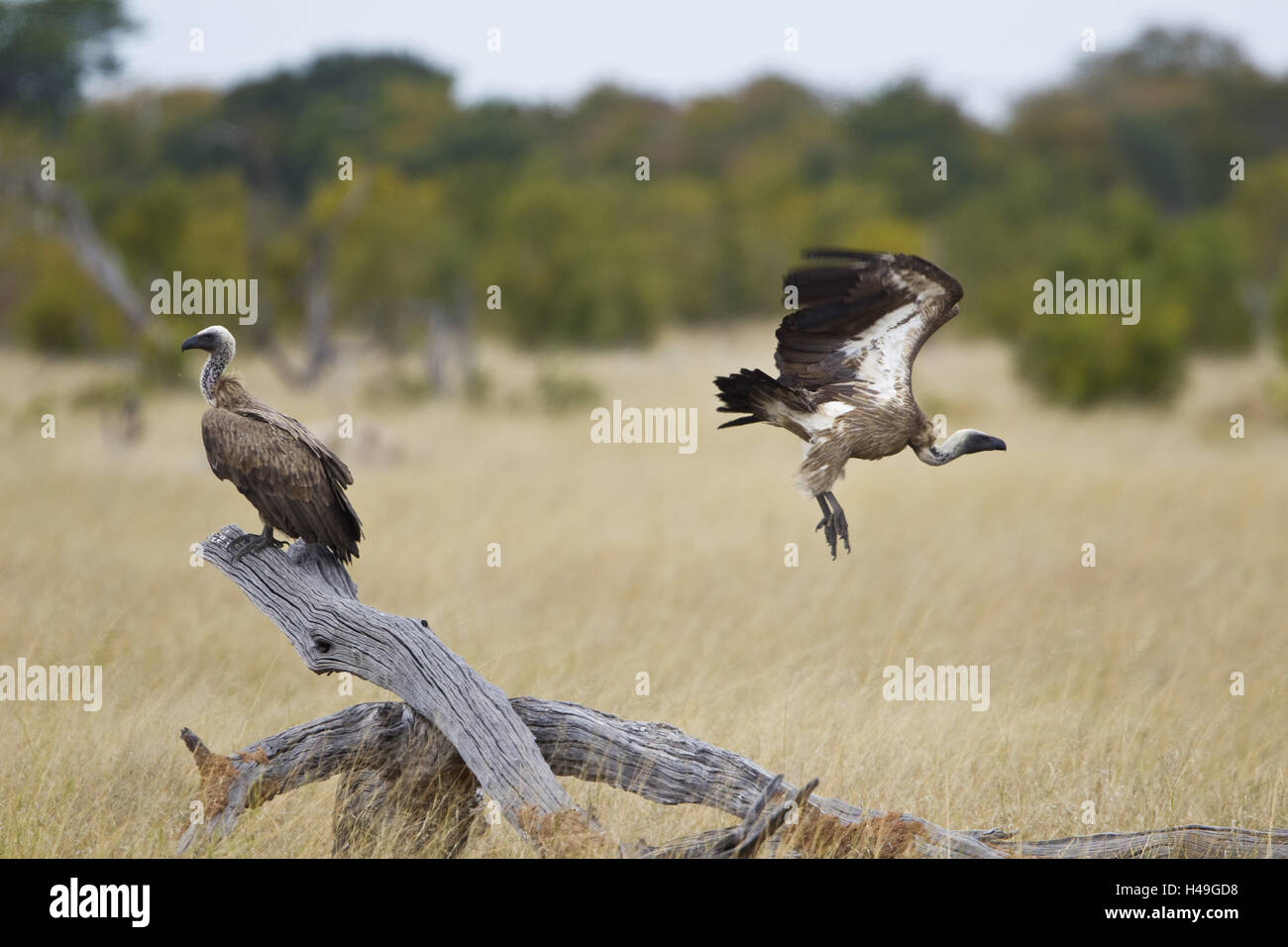 White back vultures, sit, fly Stock Photo - Alamy