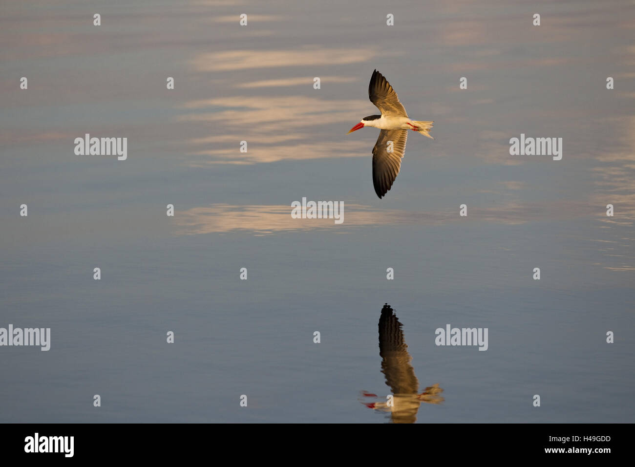 African Scissors Beak High Resolution Stock Photography and Images - Alamy