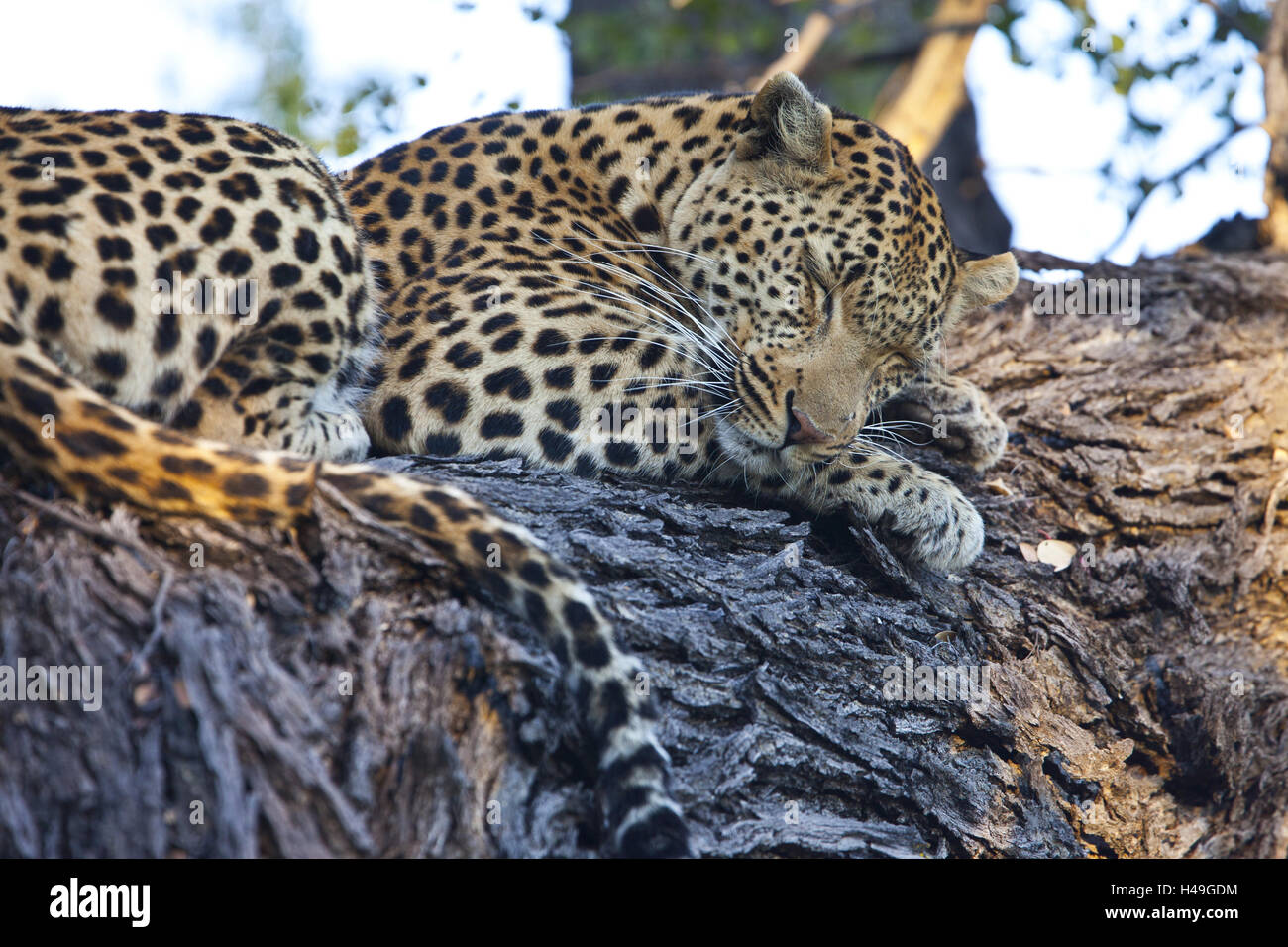 Leopard sleep tree hi-res stock photography and images - Alamy