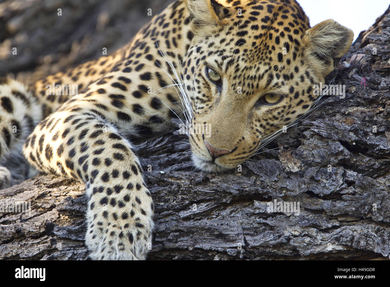 Leopard lying on tree branch hi-res stock photography and images - Alamy