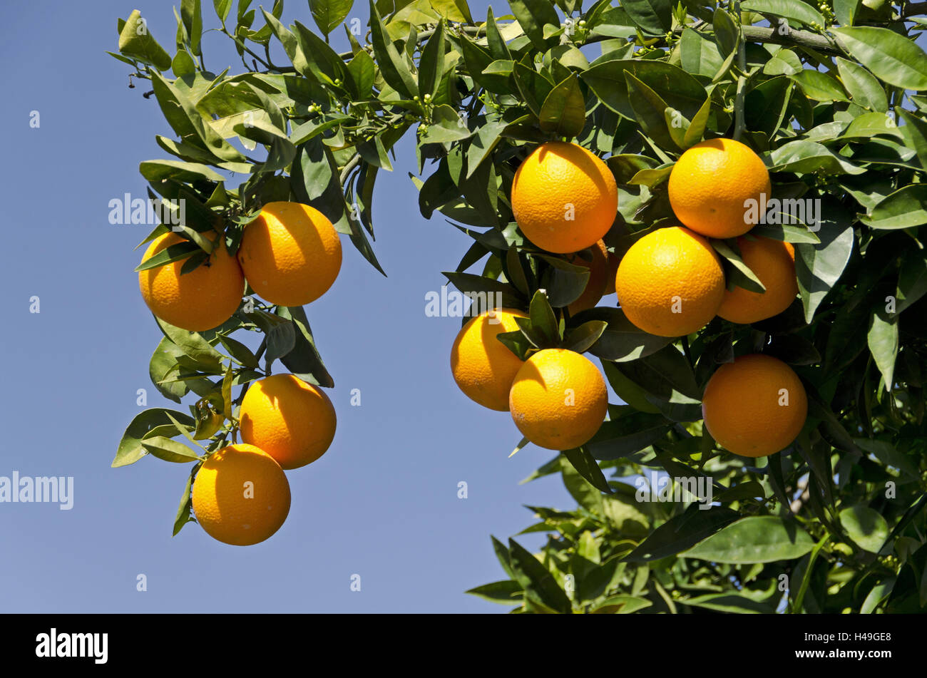 Turkey South Coast Orange Tree Fruits Oranges Tropical Fruits Turkey South Coast Orange Tree Fruits Oranges Tropical Fruits