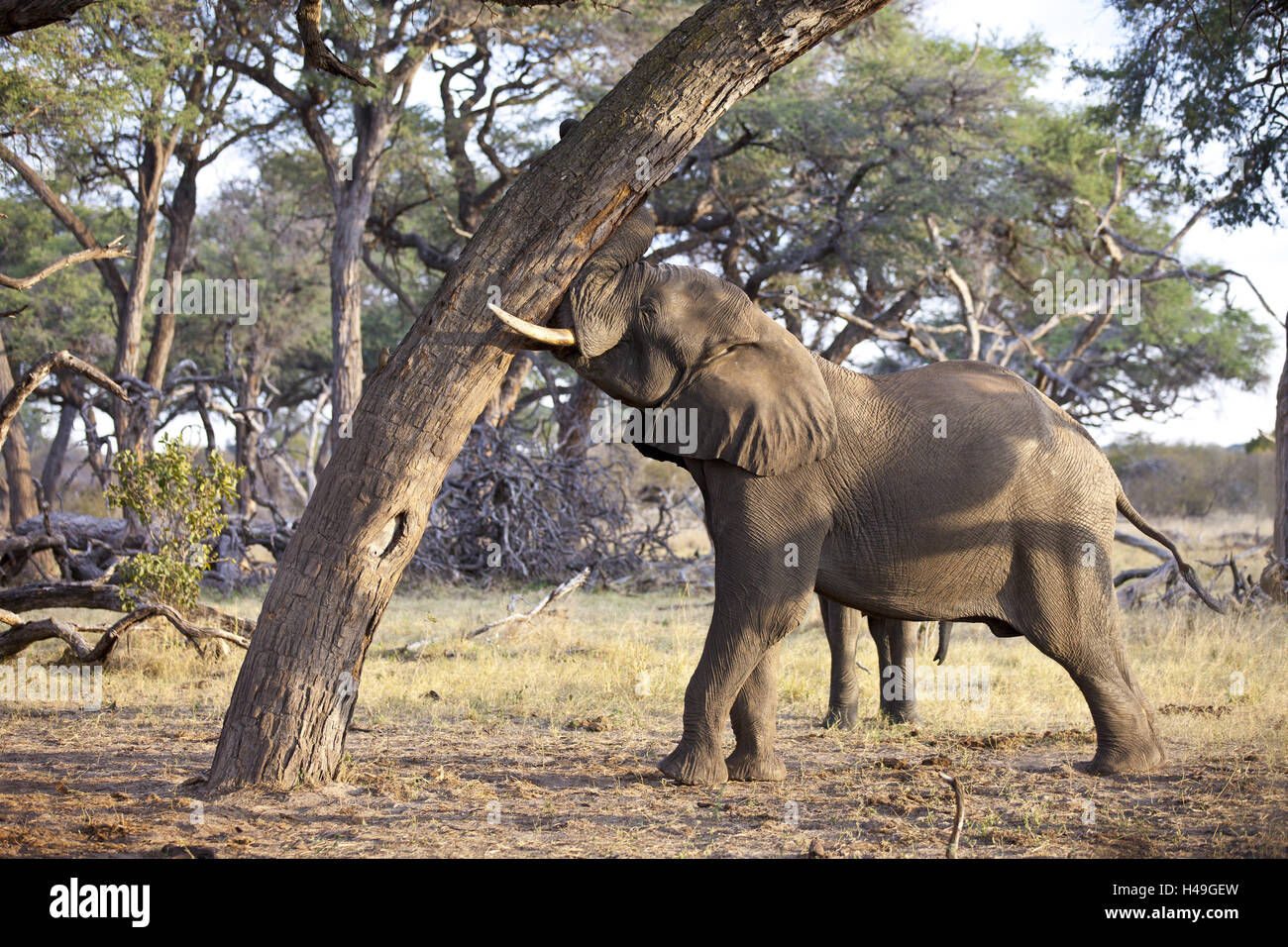 Elephant tree bark hi-res stock photography and images - Alamy