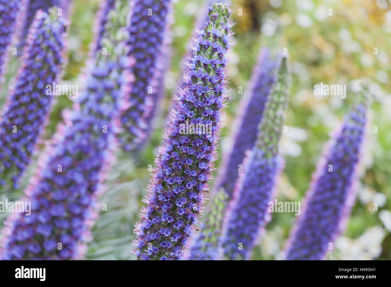 Flowers, adder's head, Echium candicans, Madeira, Portugal Stock Photo ...