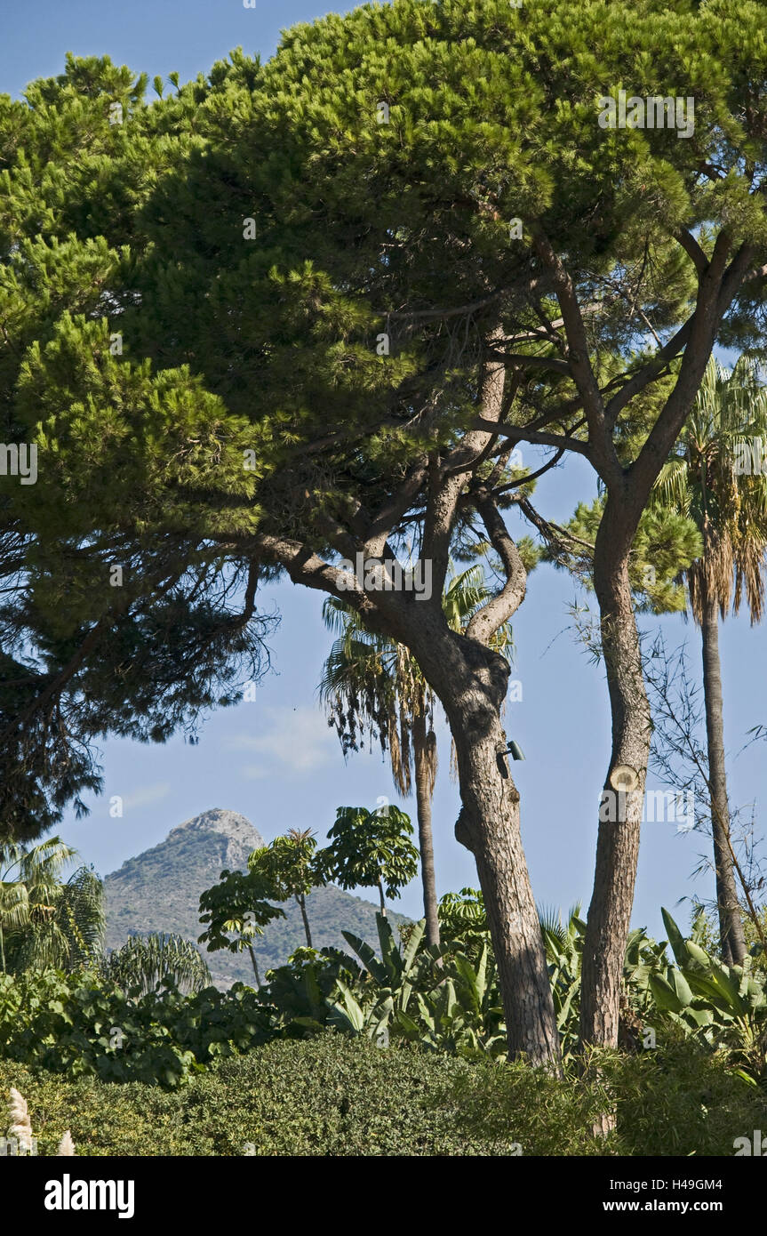 Spain, Andalusia, Costa del Sol, Marbella, pines, Sierra Blanca, La ...