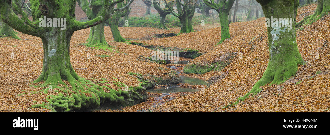 Plants brook nature reserve hi-res stock photography and images - Alamy
