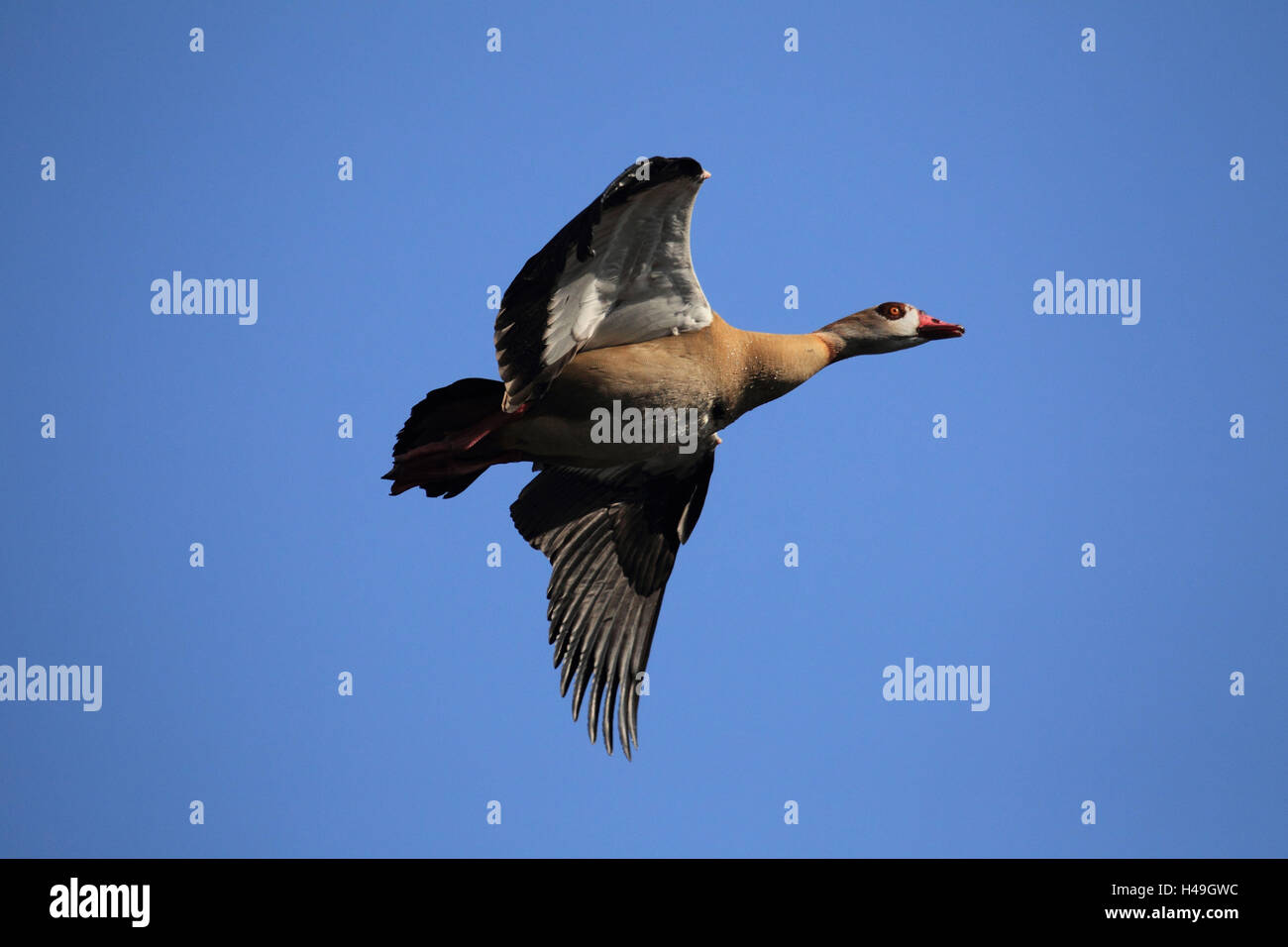 Nile goose, fly Stock Photo - Alamy