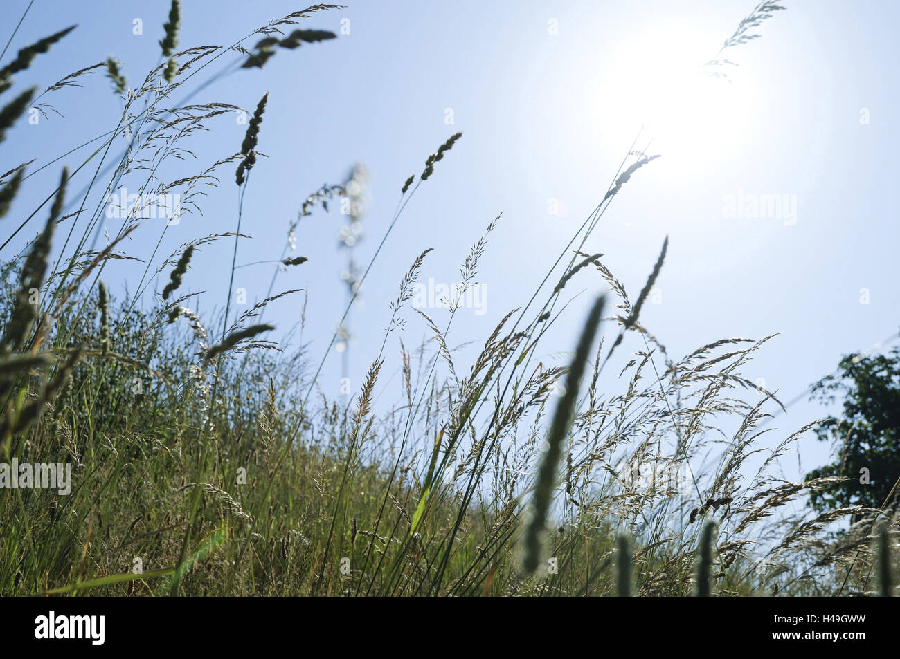 Germany, Altes Land (region), meadow, blades of grass, sky, close-up ...