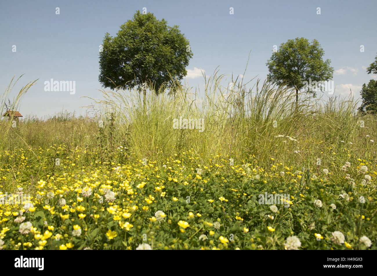 Germany, Altes Land (region), meadow, grass, marsh marigolds, clover ...
