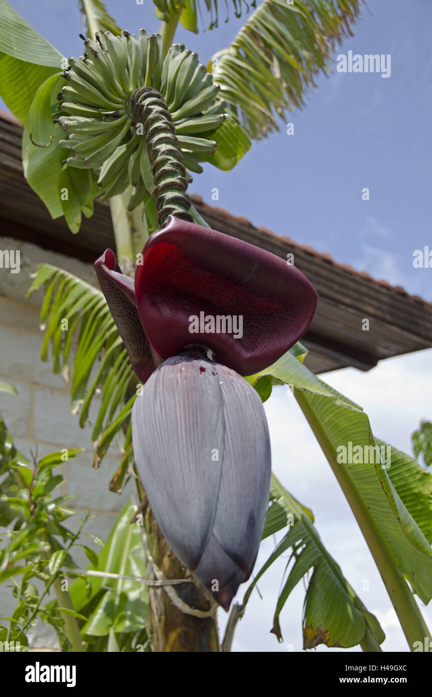 Banana plant, blossom, flora, banana, tropical fruit, immature, banana ...
