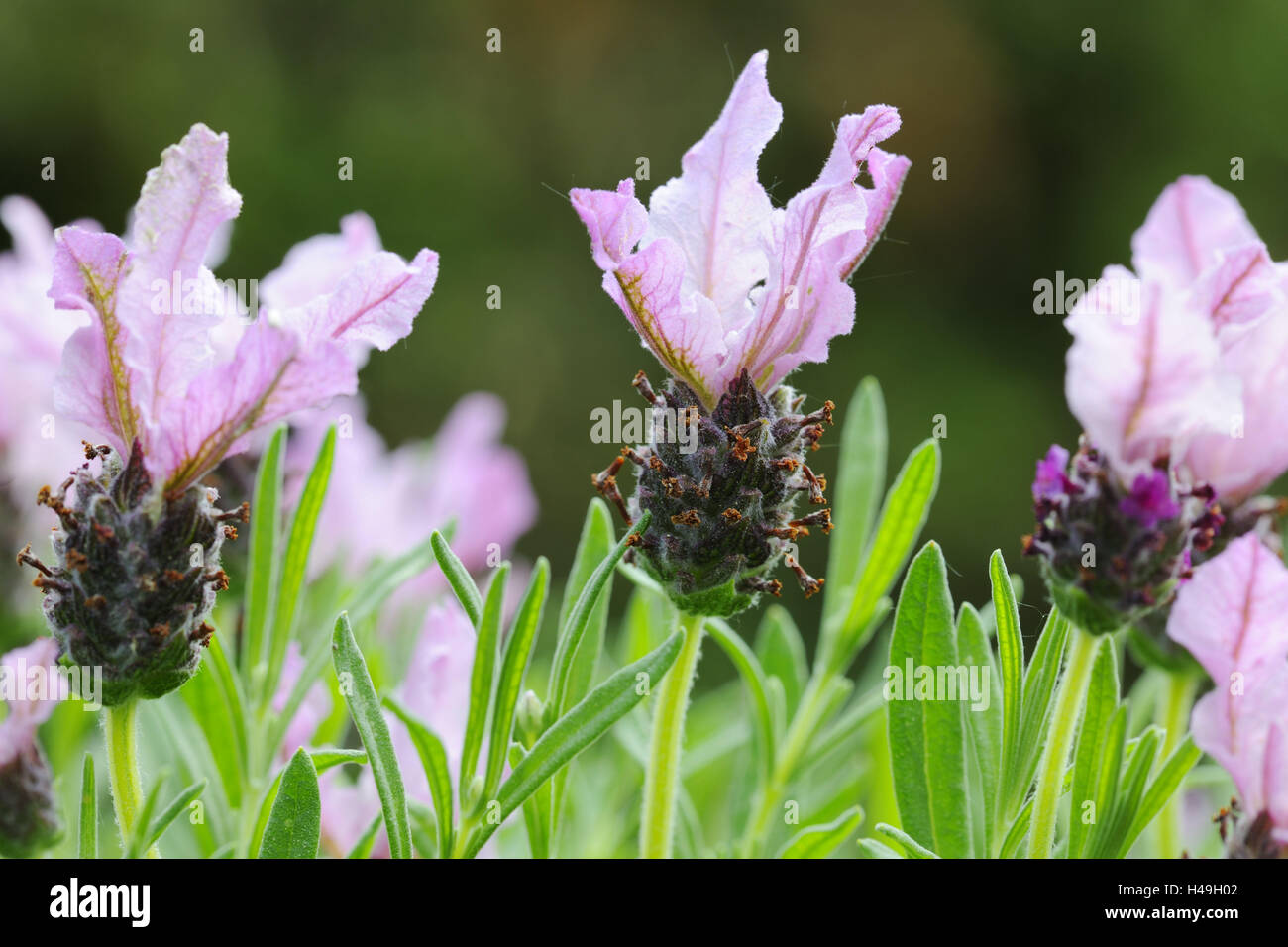 Lavendula hi-res stock photography and images - Alamy