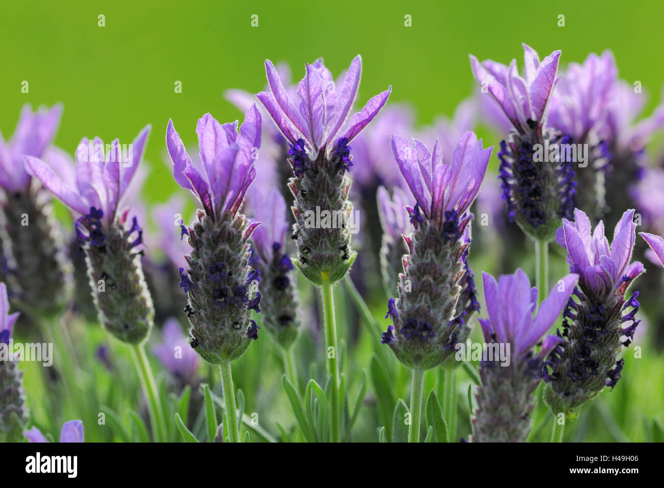 Lavendula hi-res stock photography and images - Alamy