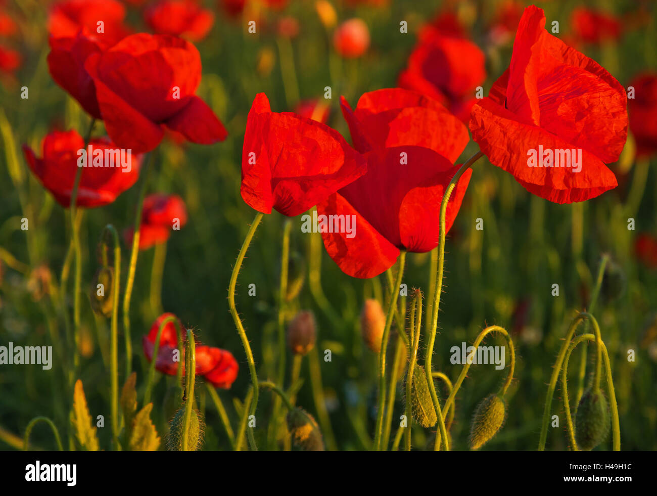Bold red poppies hi-res stock photography and images - Alamy