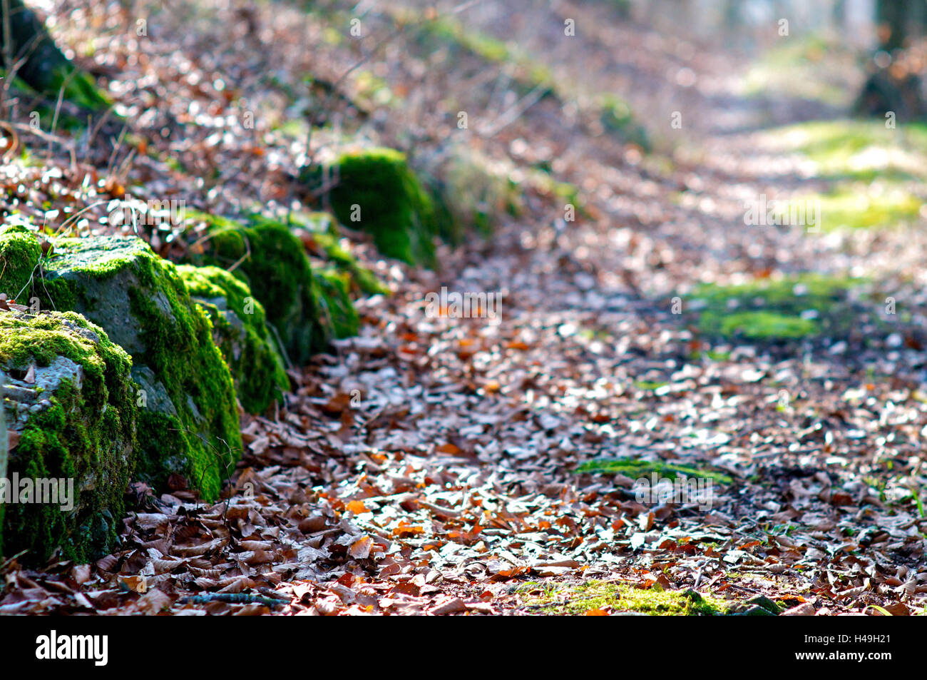 Forest path, stone barrier, close-up Stock Photo - Alamy