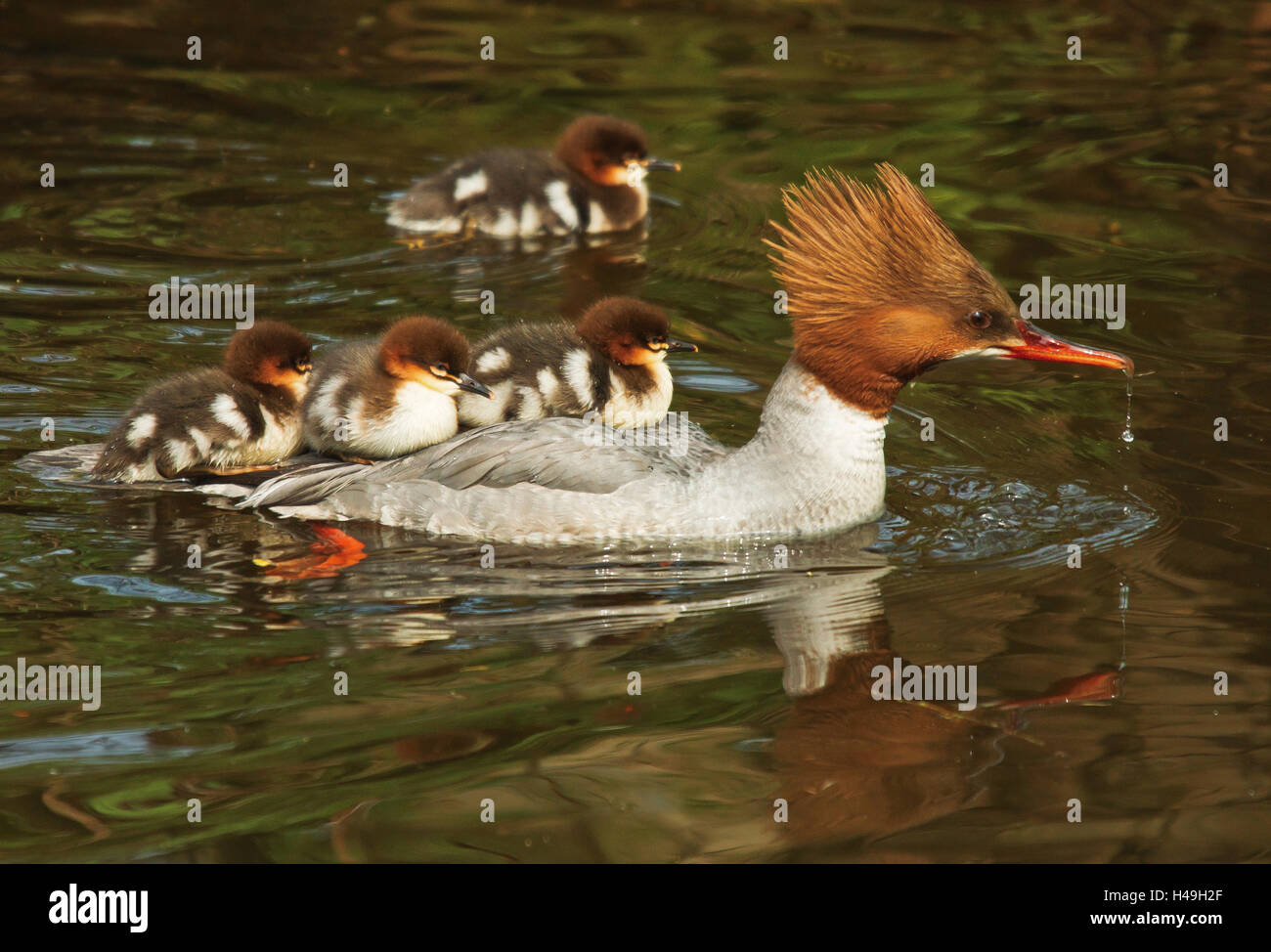Mergansers family during an outing with the boys Stock Photo - Alamy
