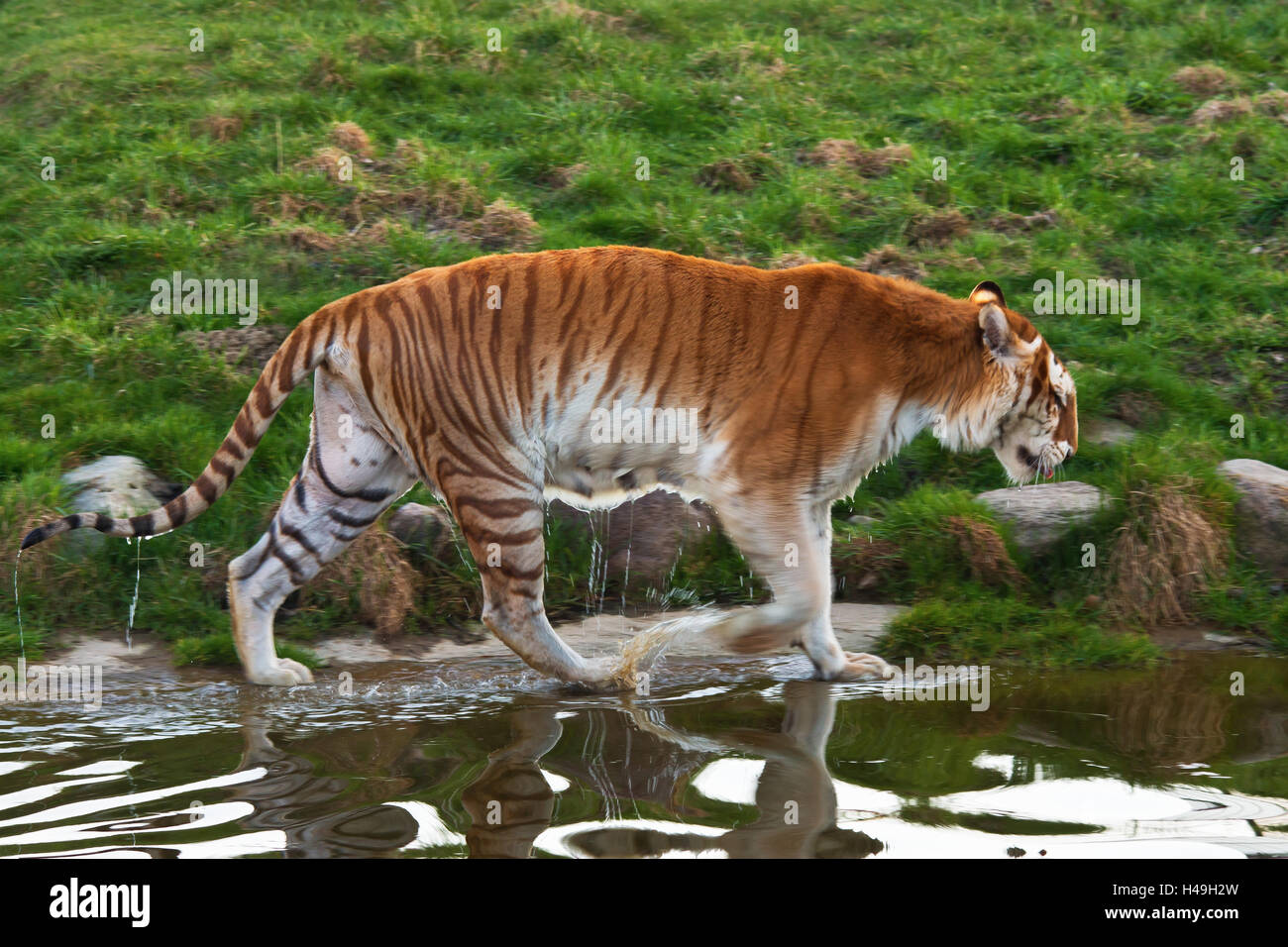 Lady with tiger hi-res stock photography and images - Alamy