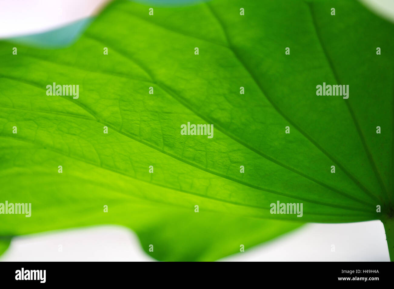 Lotus leaf, close-up Stock Photo - Alamy