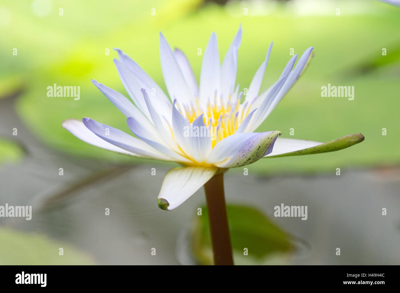 White Egyptian lotus, blossom, close-up Stock Photo - Alamy