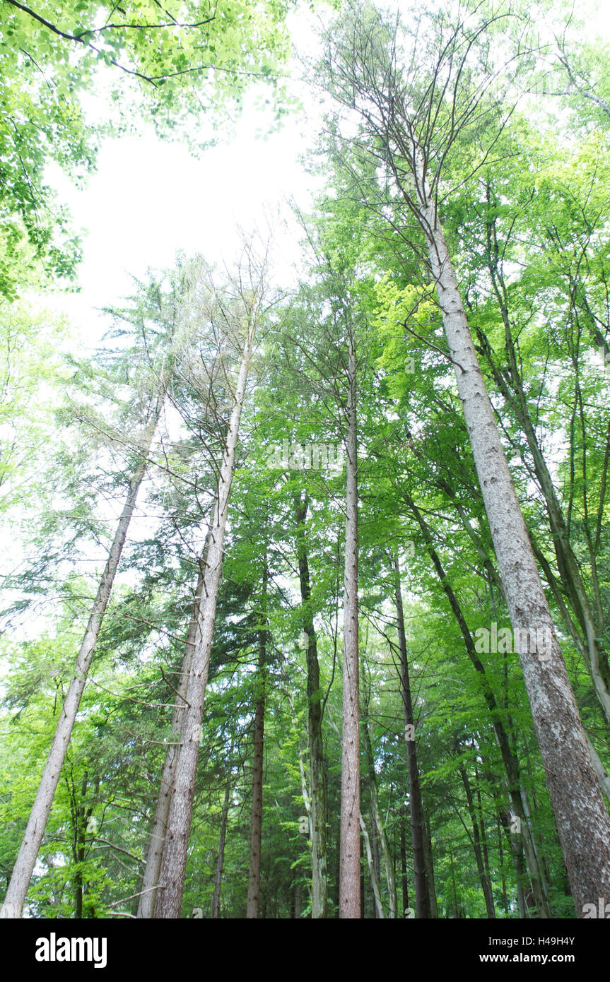Broad-leaved trees, treetops, from below Stock Photo - Alamy