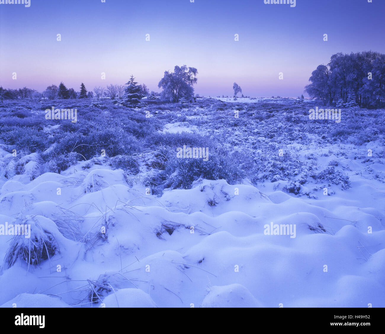 Belgium, High Fens, Hautes Fagnes, High Fens-Eifel Nature Park, moor in ...