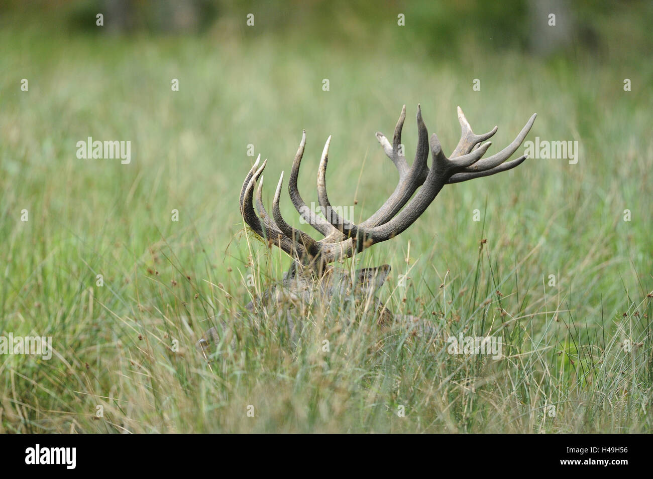 Red deer, Cervus elaphus, antlers, grass, side view, landscape Stock ...