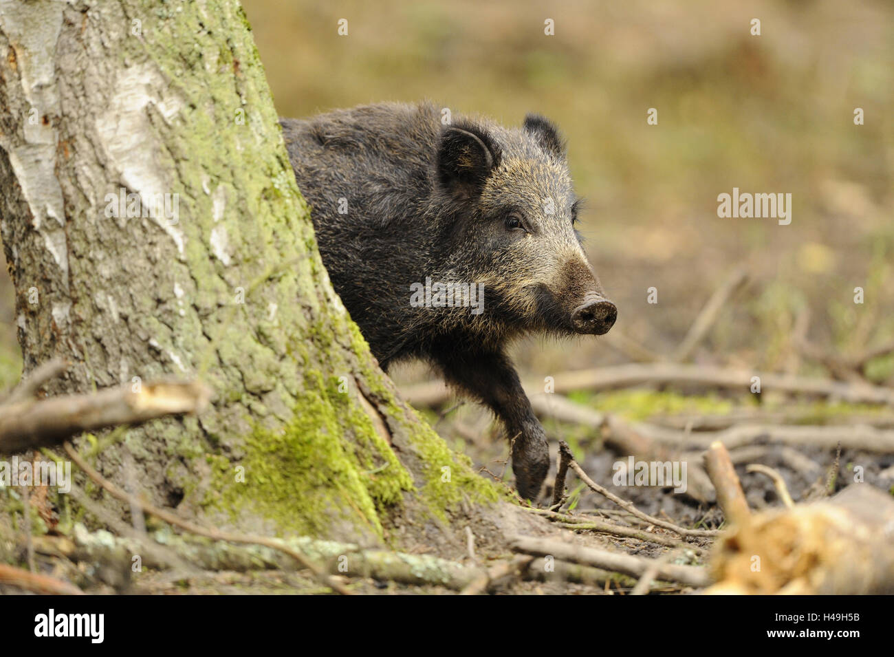 Sus scrofa and tree hi-res stock photography and images - Alamy