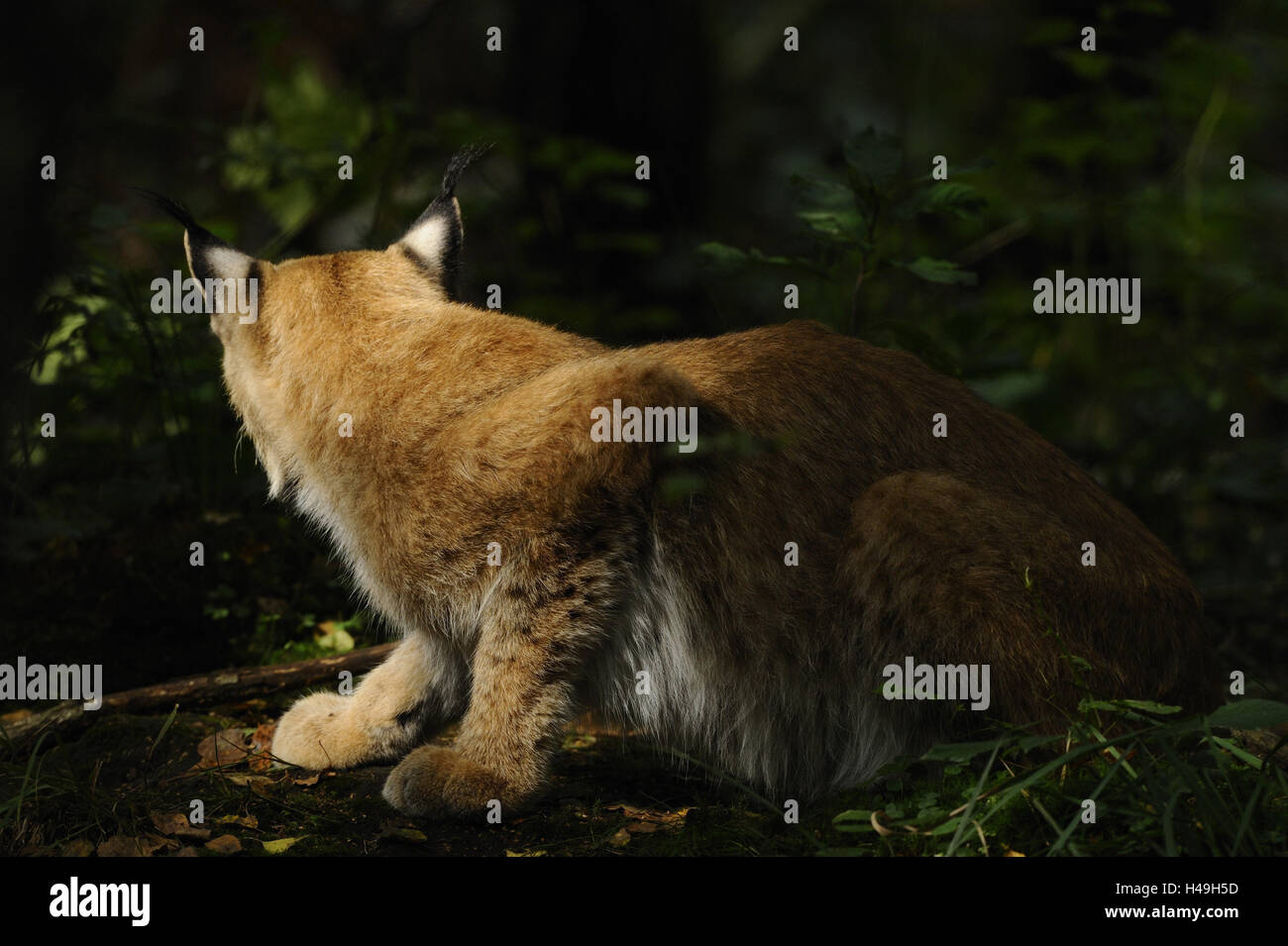 Eurasian lynx, Lynx lynx, lying, side view Stock Photo - Alamy
