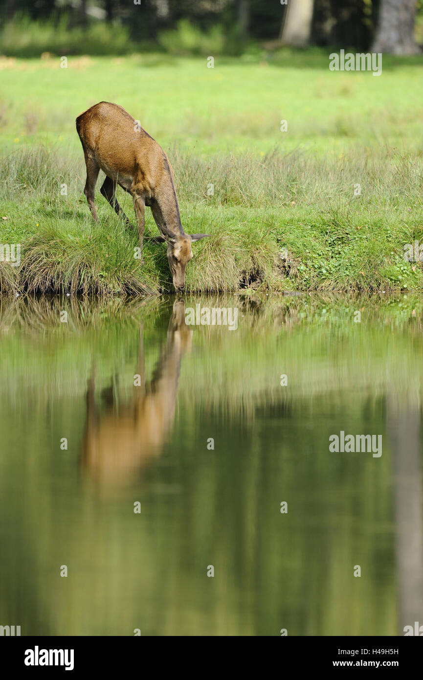 Thirsty deer drinking hi-res stock photography and images - Alamy
