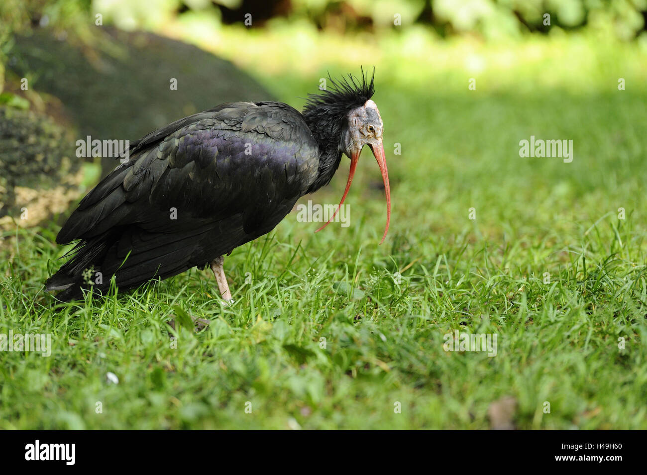 Caucasian bald ibis hi-res stock photography and images - Alamy