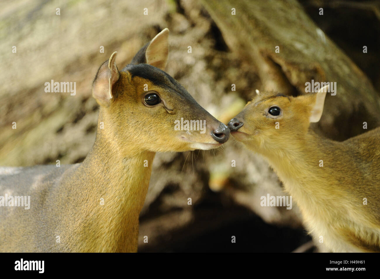 Reeves's muntjac, Muntiacus reevesi, mother animal, fawn, side view ...