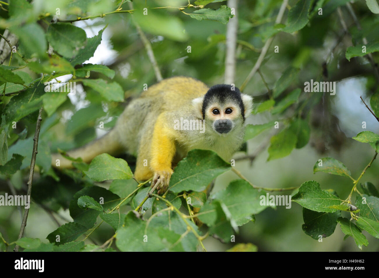 Black capped squirrel monkey hi-res stock photography and images - Alamy