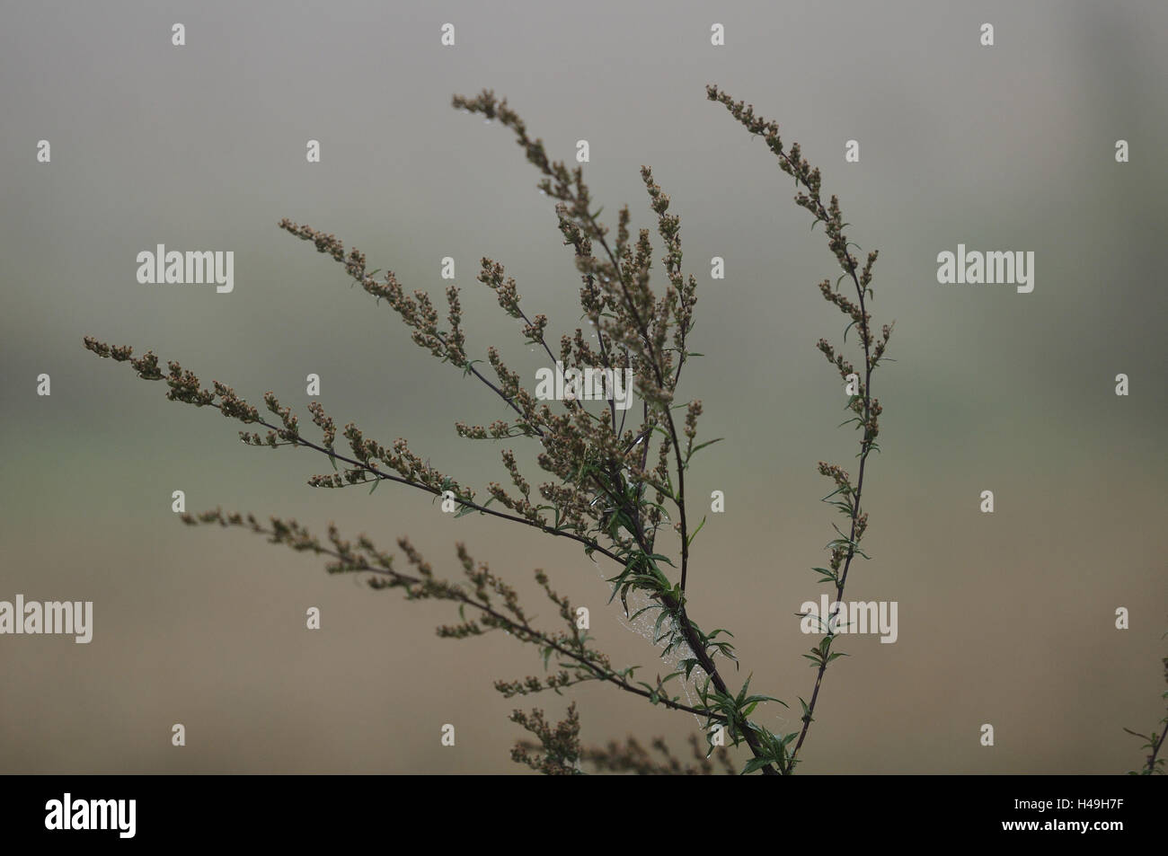 Common sagebrush hi-res stock photography and images - Alamy