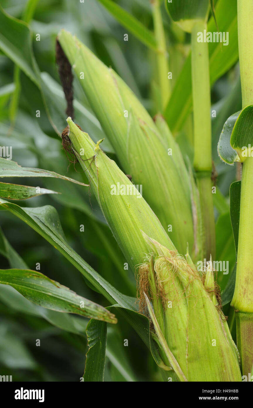 Maize, Zea mays, foetus body Stock Photo - Alamy