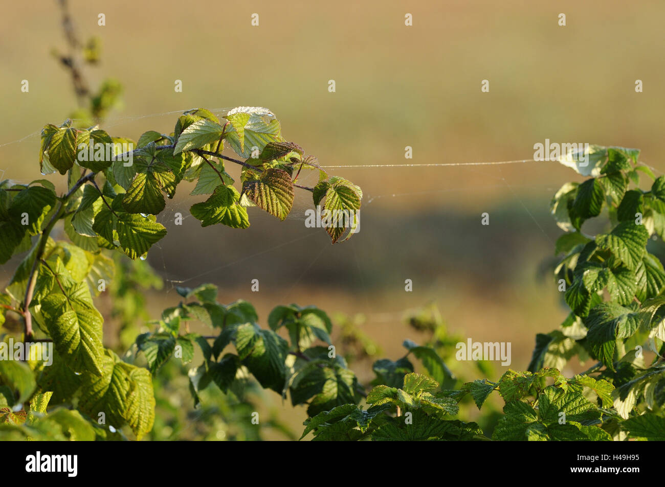 Raspberry shrub, Rubus idaeus Stock Photo - Alamy