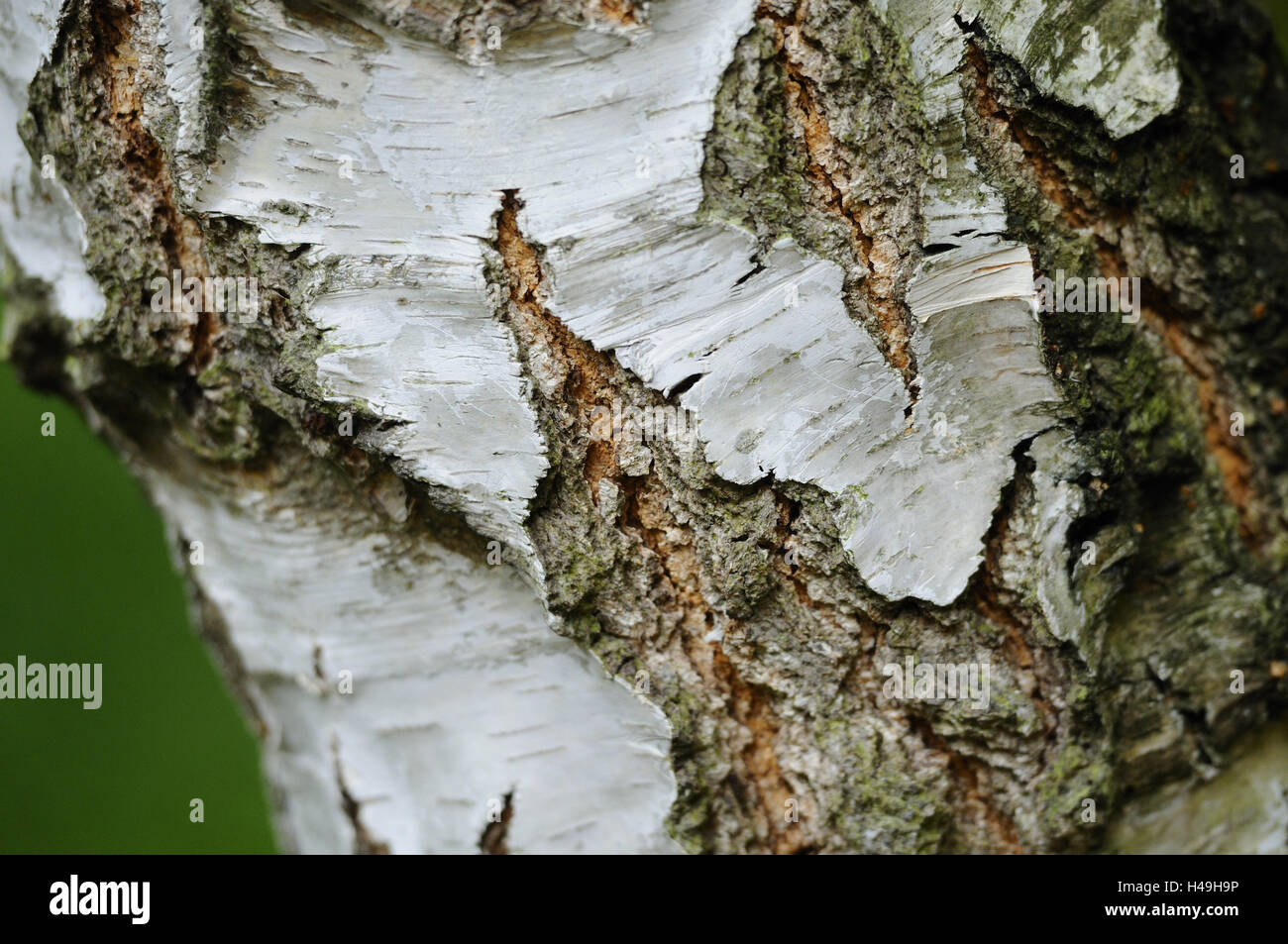 Silver birch, Betula pendula, trunk, cattle, detail Stock Photo - Alamy