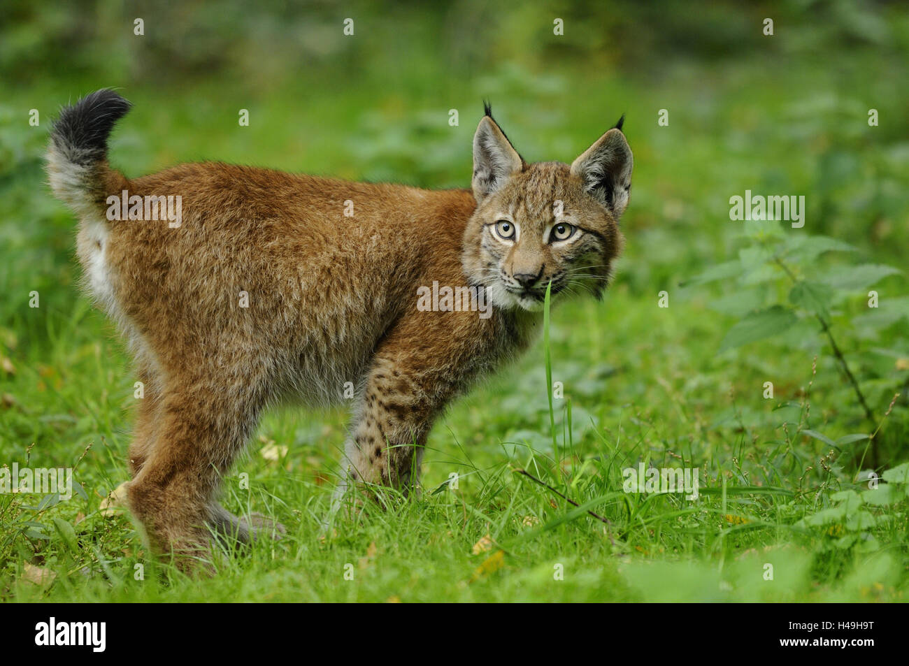 Eurasian lynx, Lynx lynx, young animal, standing, side view, looking at ...