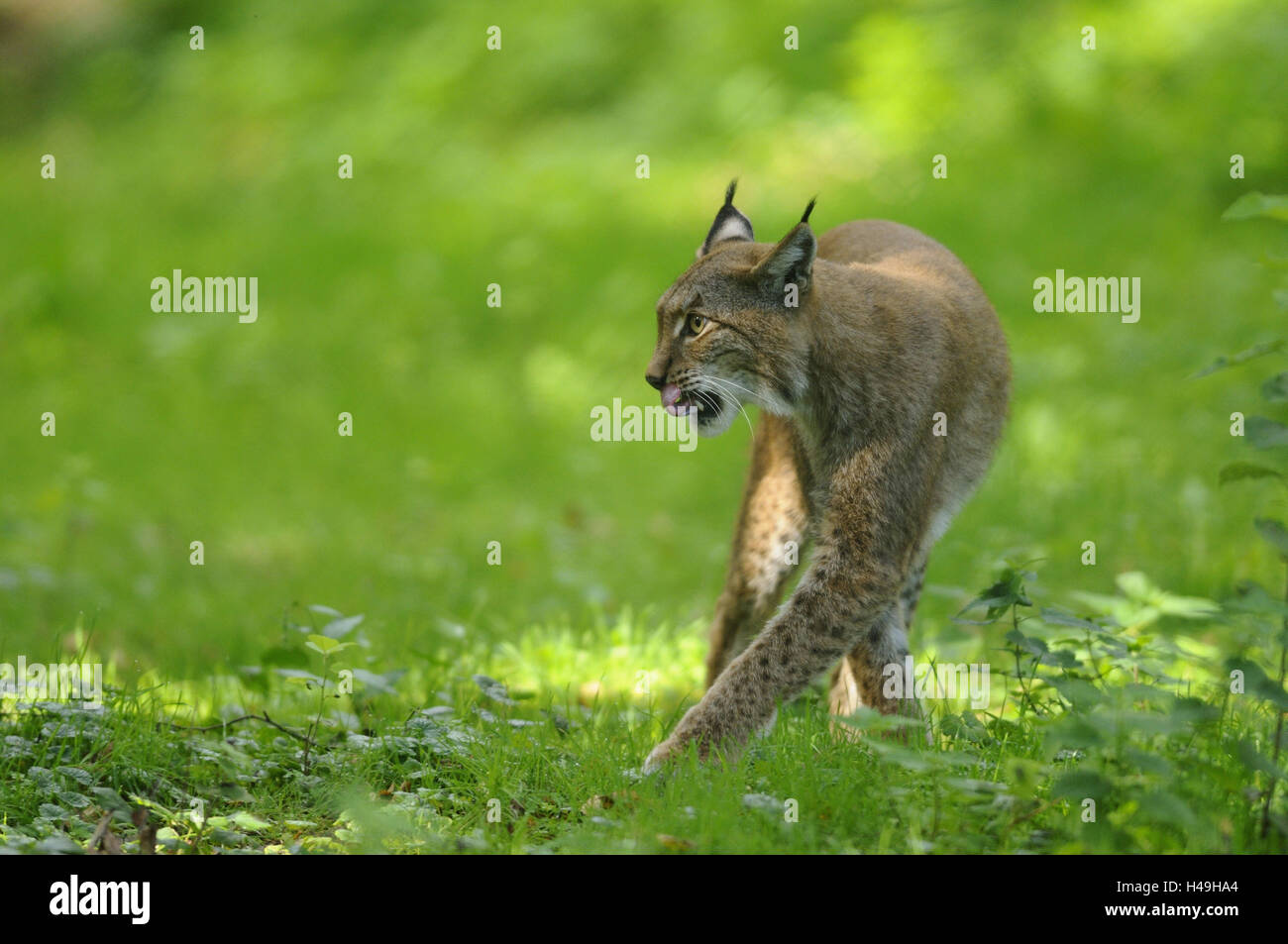 Eurasian lynx, Lynx lynx, meadow, running Stock Photo - Alamy