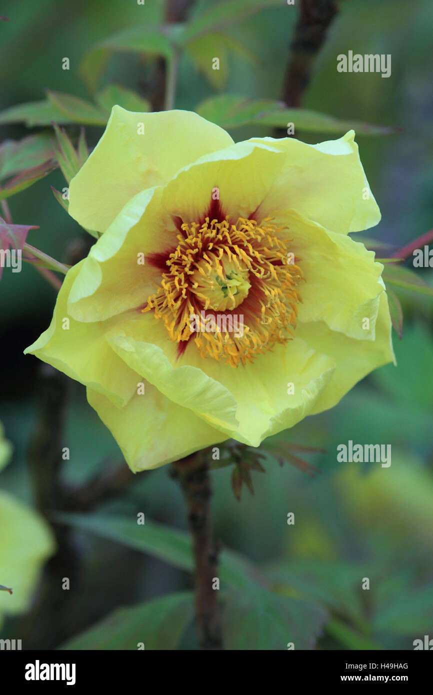 Yellow peony paeonia lutea hi-res stock photography and images - Alamy
