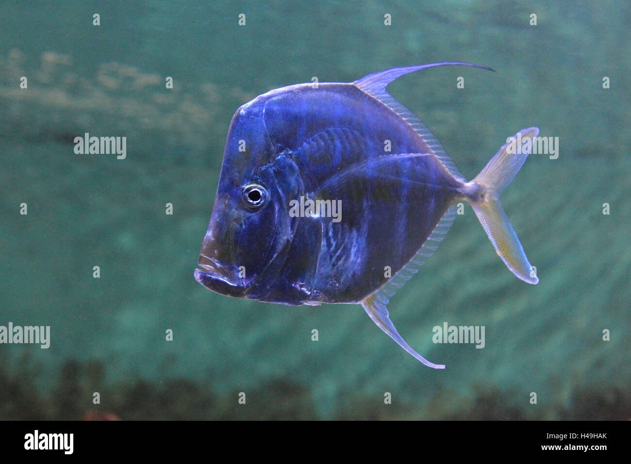 Lookdown mackerel hi-res stock photography and images - Alamy